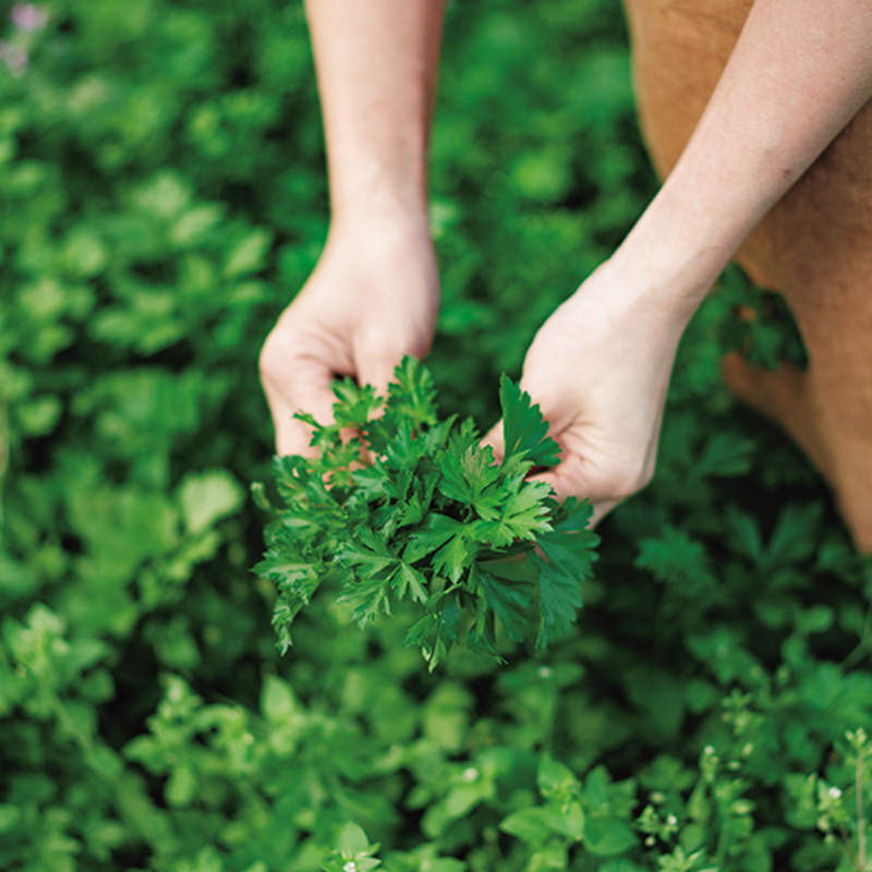 Yamaga City: “Kochi Biyori.” Warming to the core with a rich Japanese ...