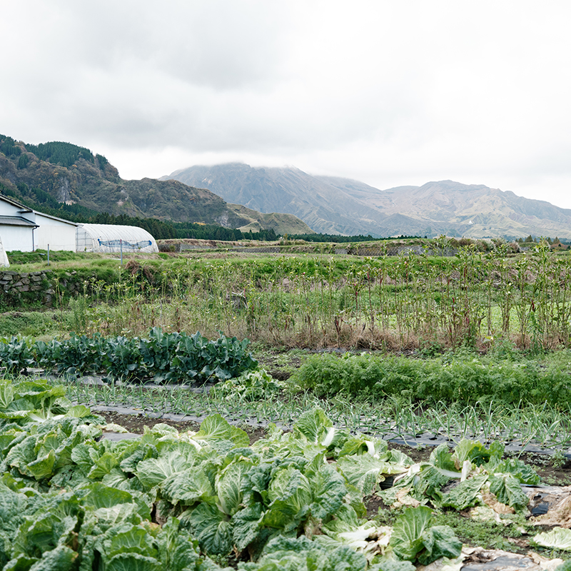 Yamaga City: “Kochi Biyori.” Warming to the core with a rich Japanese ...